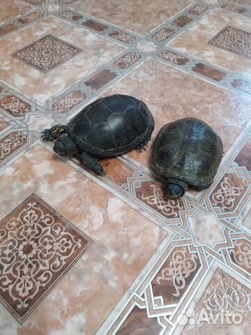 Болотная черепаха