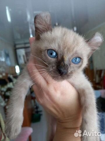 Бурманская