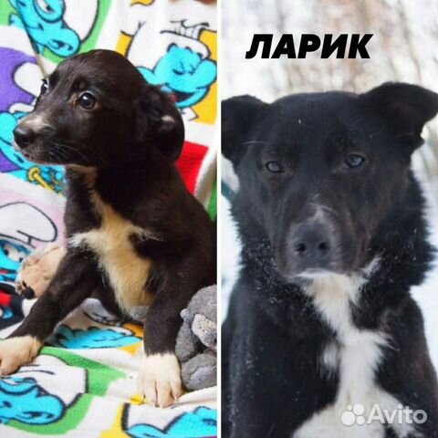 Веселый таскатель мисок, пес Ларик