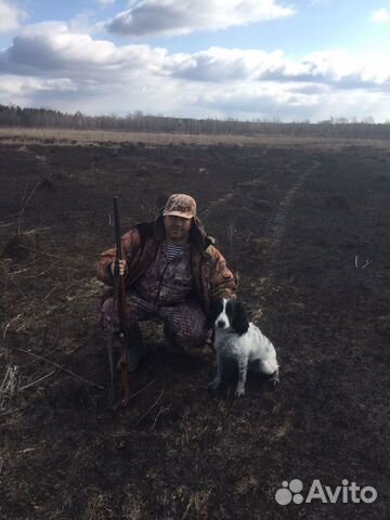 Русский спаниель вязка