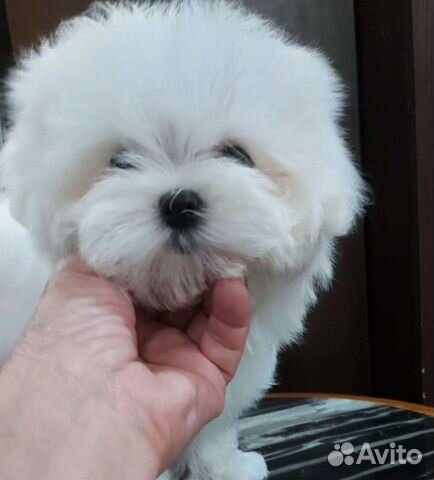 Щенки мальтезики