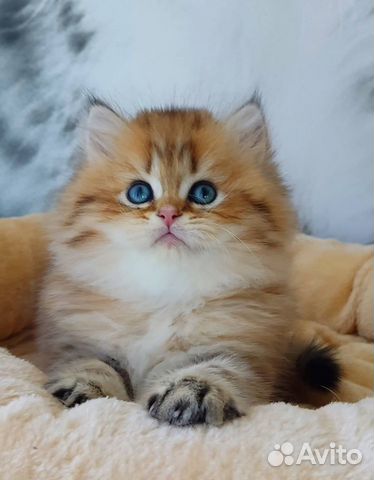 Золотой длинношерстный котик
