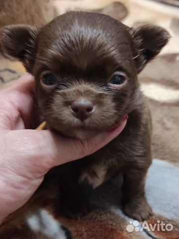 Щенки чихуахуашки малыши)