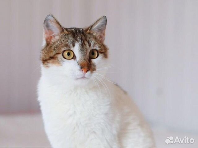 Добрейший, спокойный кот 8 мес