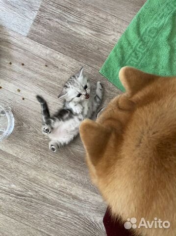 Котята шотландцы