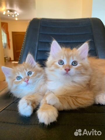 Сибирские котята