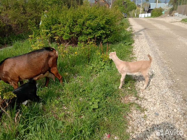 Козочка ламанча