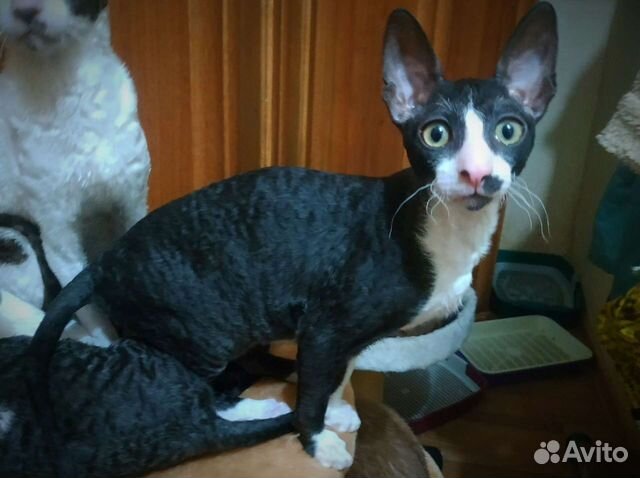 Котята Корнишата