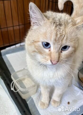 Голубоглазый красавец в поисках любящей семьи