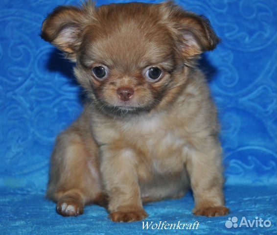 Мальчик эксклюзивчик