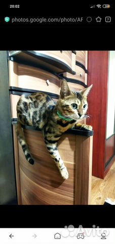 Бенгальская кошка