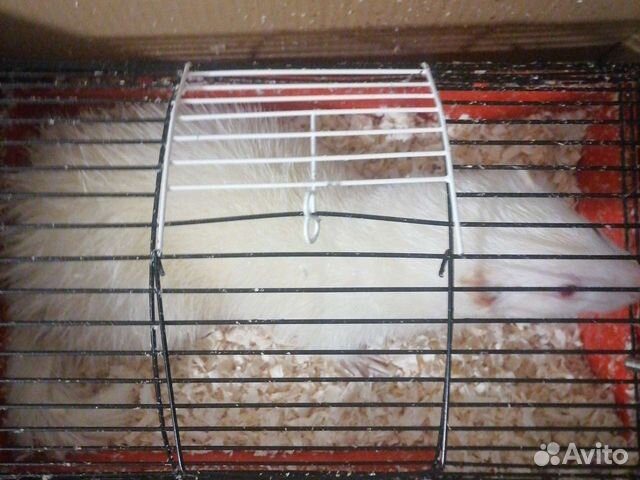 Хорёк альбинос