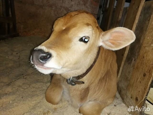 Бычок джерси