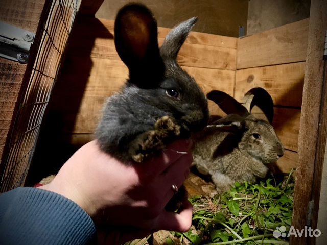 Кролики фландр и строкач