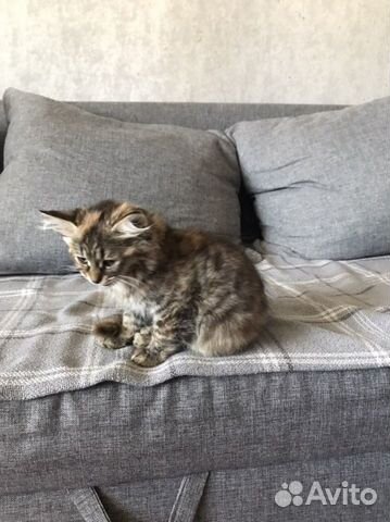 Котенок