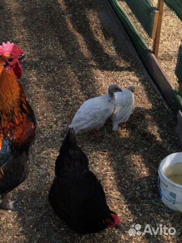 Цесарята подрощенные