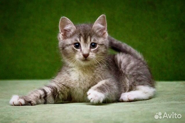 Котенок Гайка - серая полосаточка в дар