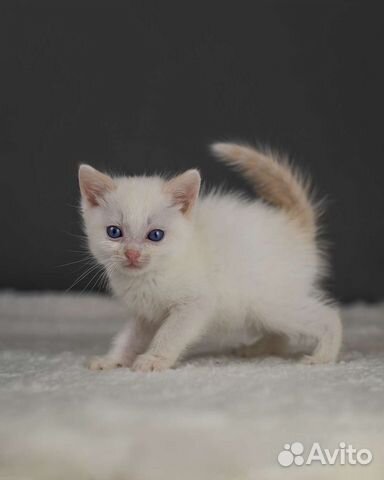 Котенок мальчик