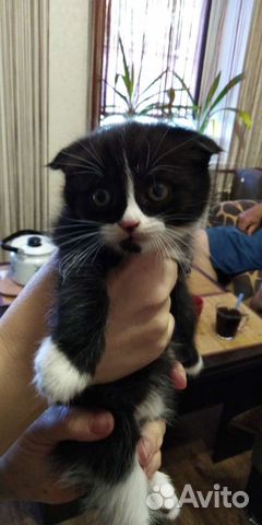 Чудесные котята