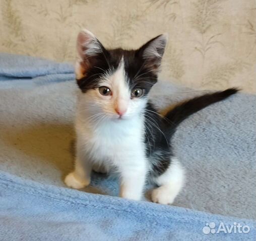 Прелестный котёнок (девочка), в заботливую семью