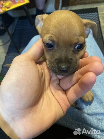 Чихуахуа мальчик