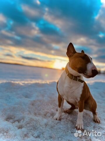 Миниатюрный бультерьер вязка