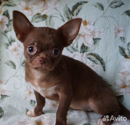 Шоколадочка