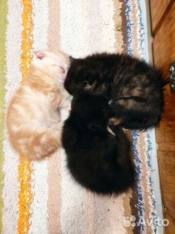 Котята шотландские
