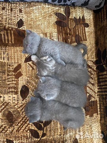 Плюшевые британцы