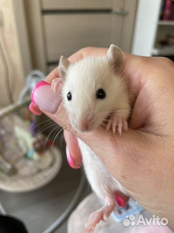 Крысенок дамбо мальчик