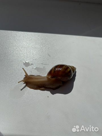 Улитка ахатина