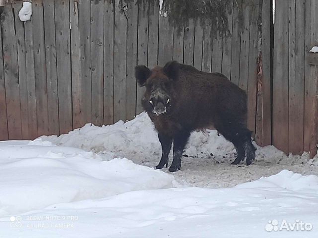 Дикий кабан Секач