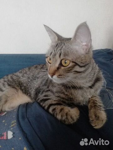 Кошка