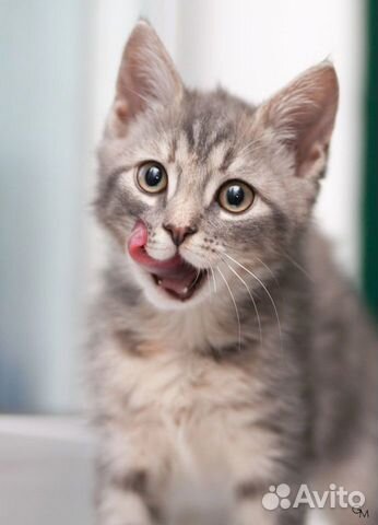 Котенок 3 мес из приюта