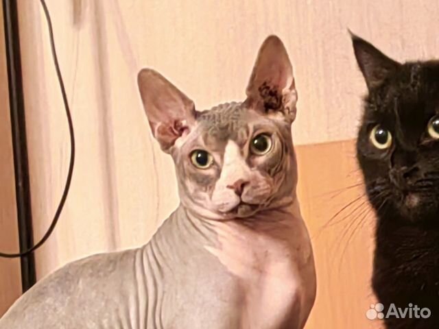 Канадский сфинкс котенок