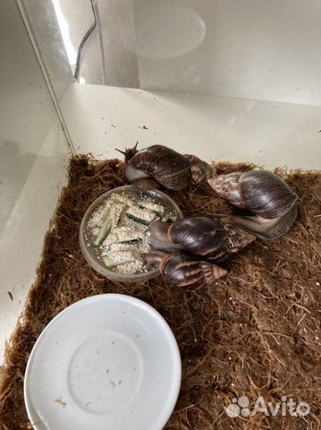 Улитки ахатины