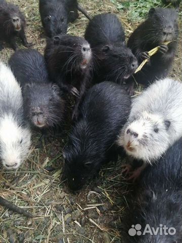 Нутрии грызуны