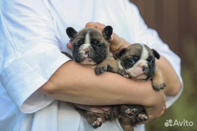 Французский бульдог щенки