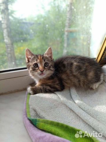 Чудо девочка в поисках дома