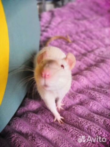 Крыса альбинос