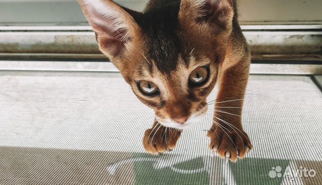 Абиссинская