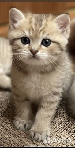 Британская шиншилла