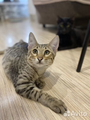 Саванна ф5 кот котенок