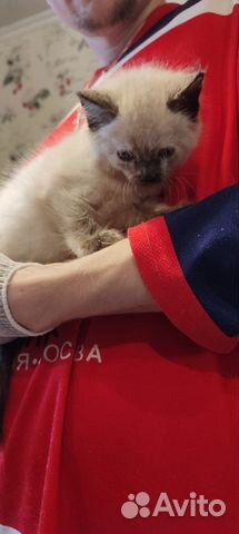 Котята в добрые руки бесплатно