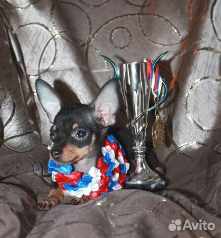 Супер тойчики, щенки той терьера