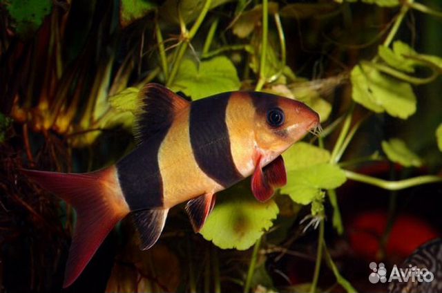 Боция клоун