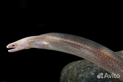 Мурена пресноводная
