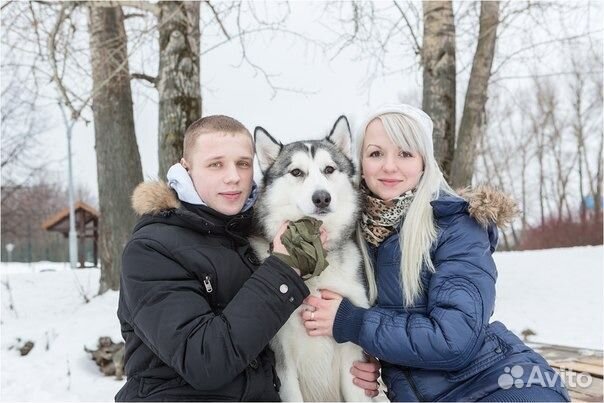 Хаски ищет подружку)