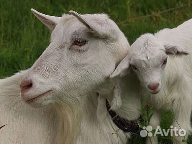 Продам козлят
