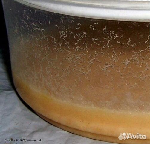 Культура нематоды